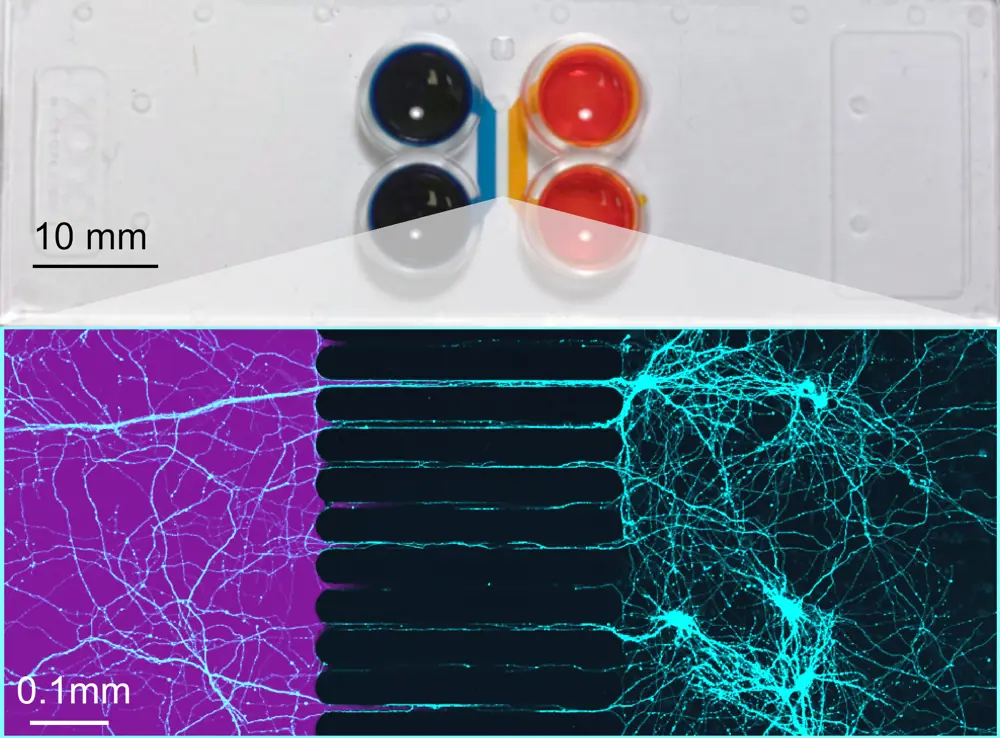 Could organ-on-a-chip technology replace animal testing? | Ingenia